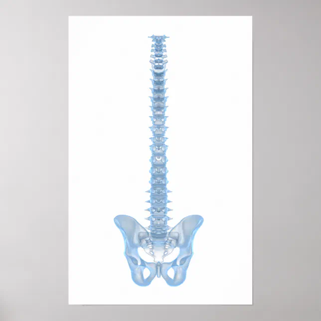 Conceptual Image Of Human Backbone 6 Poster | Zazzle