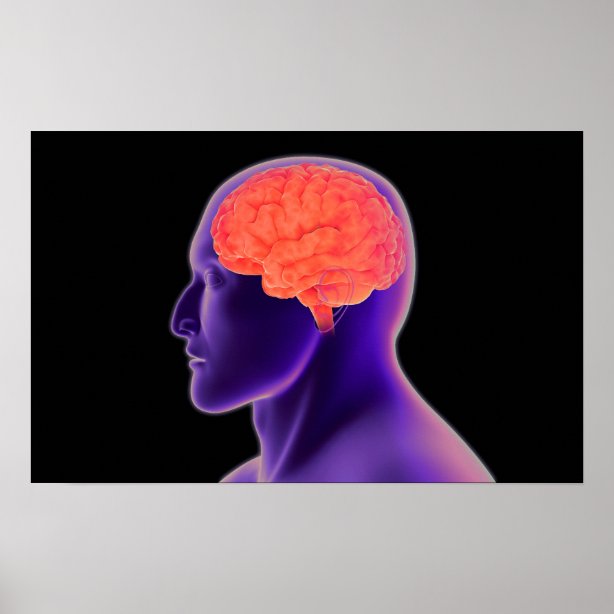 Neuroscience Posters & Prints | Zazzle