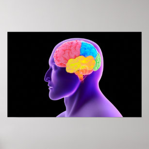 Neuroscience Posters & Prints | Zazzle