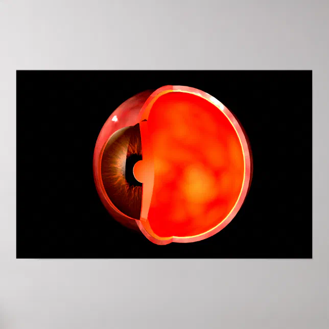 Conceptual Image Of Human Eye Cross Section 1 Poster | Zazzle