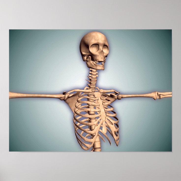 Conceptual Image Of Human Rib Cage And Spinal Poster | Zazzle