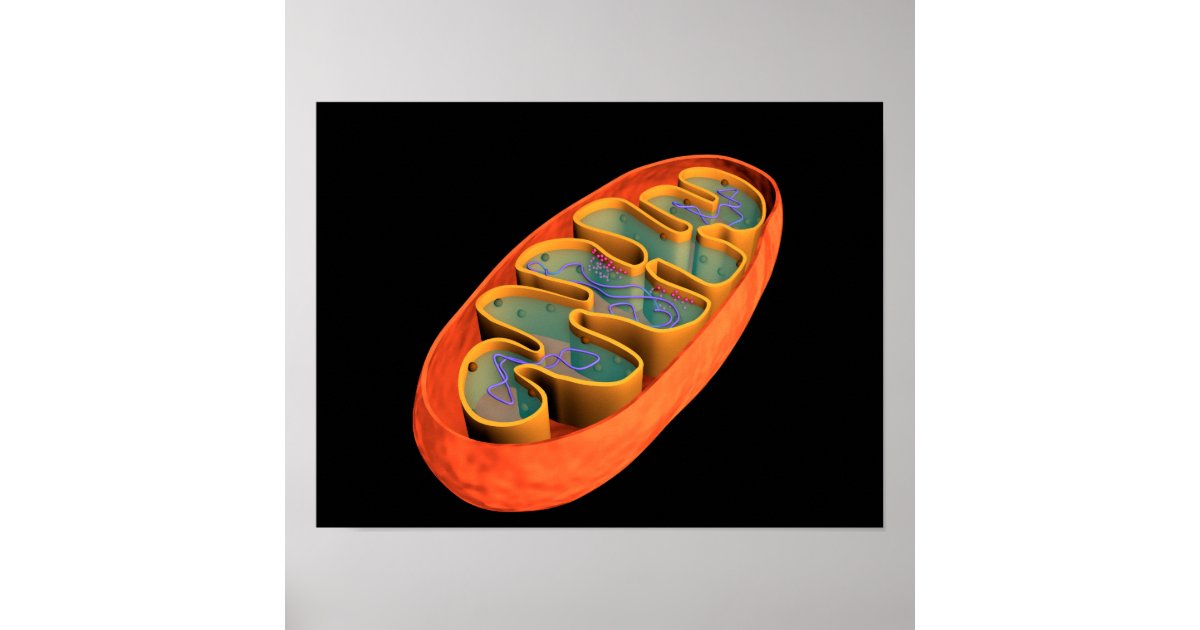 Conceptual Image Of Mitochondria 3 Poster | Zazzle