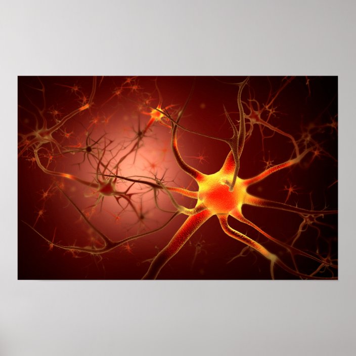 Conceptual Image Of Neuron 1 Poster | Zazzle.com