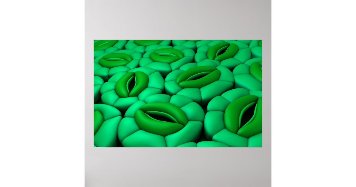 Conceptual Image Of Stomata 1 Poster | Zazzle