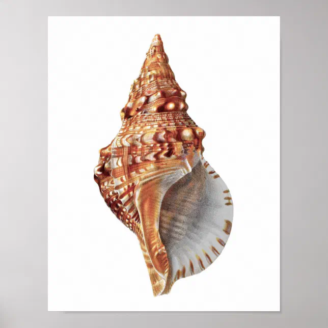 Conch Sea Shell no.3 Beach Home Decor Art Print | Zazzle