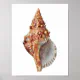 Conch Sea Shell no.3 Beach Home Decor Art Print | Zazzle