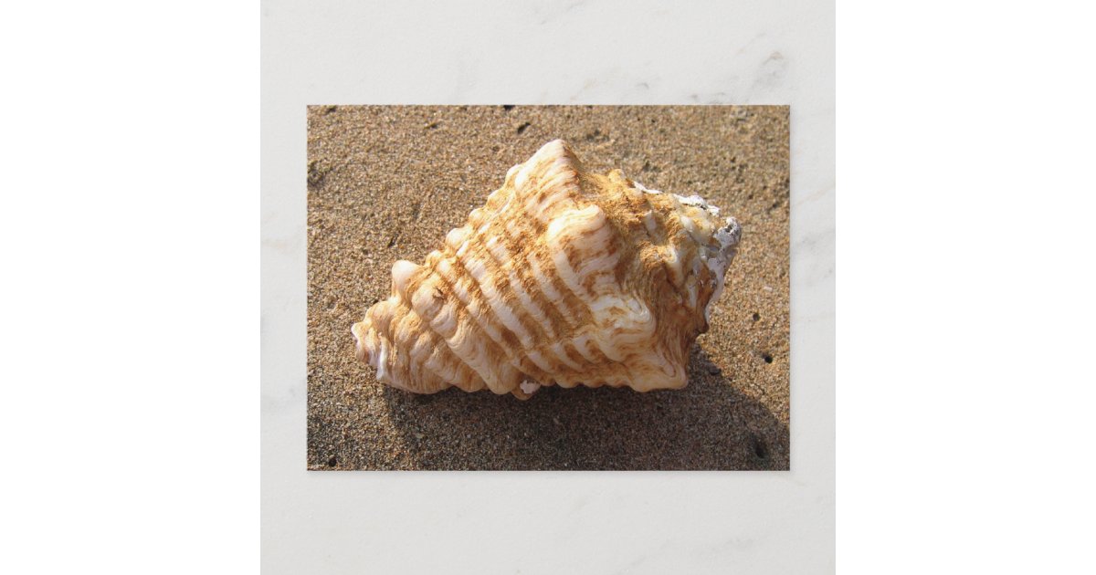 Conch Seashell Sand Beach Postcards | Zazzle
