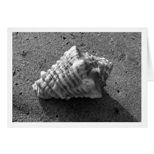 Conch Shell (Black and White) Card | Zazzle
