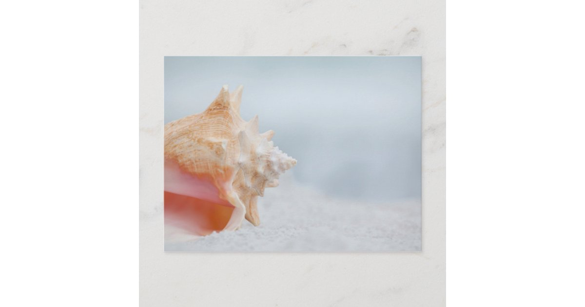 Conch Shell | Florida Postcard | Zazzle
