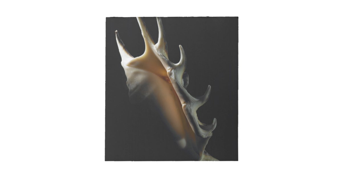 Conch shell notepad | Zazzle