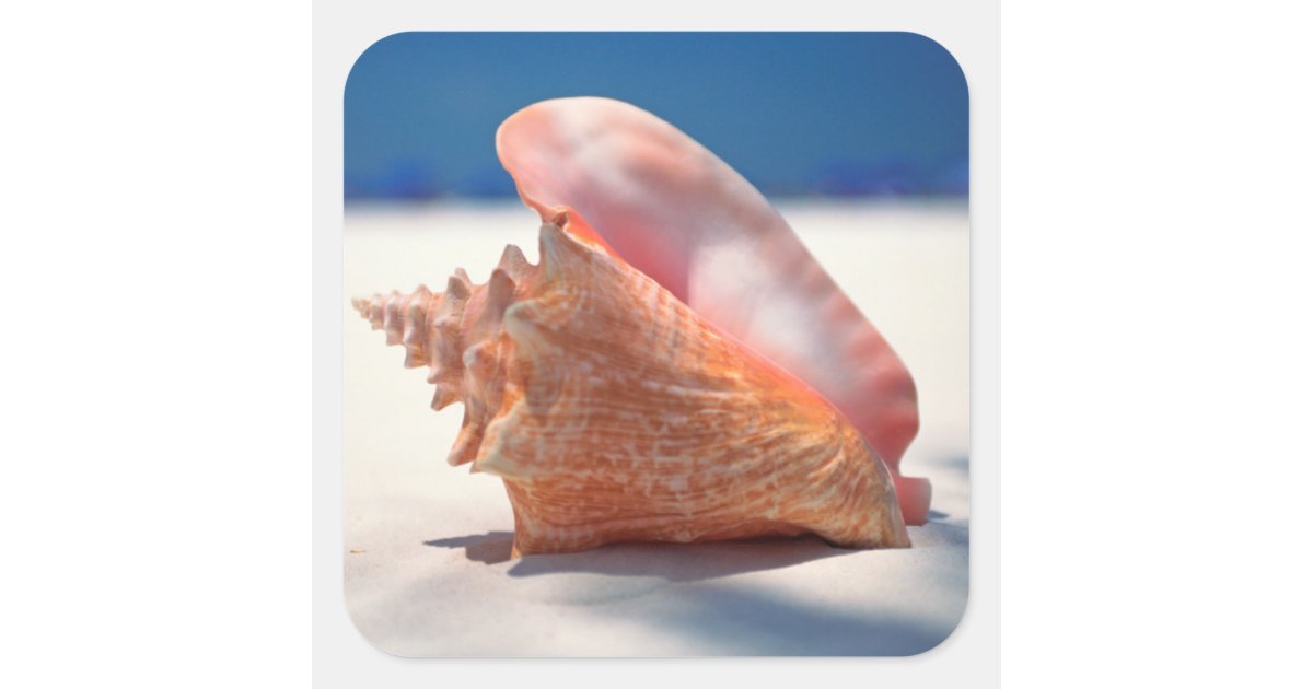 Conch Shell On Beach 2 Square Sticker | Zazzle