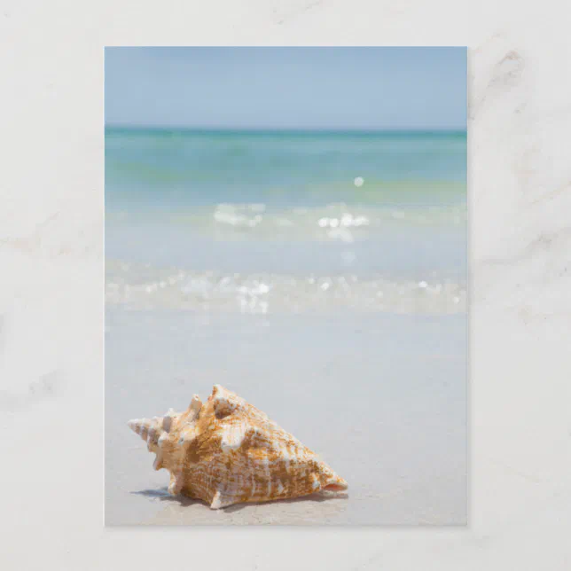Conch Shell On Beach | Florida, St. Petersburg Postcard | Zazzle