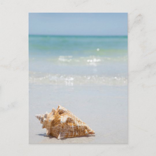 Conch Shell On Beach | Florida, St. Petersburg Postcard | Zazzle