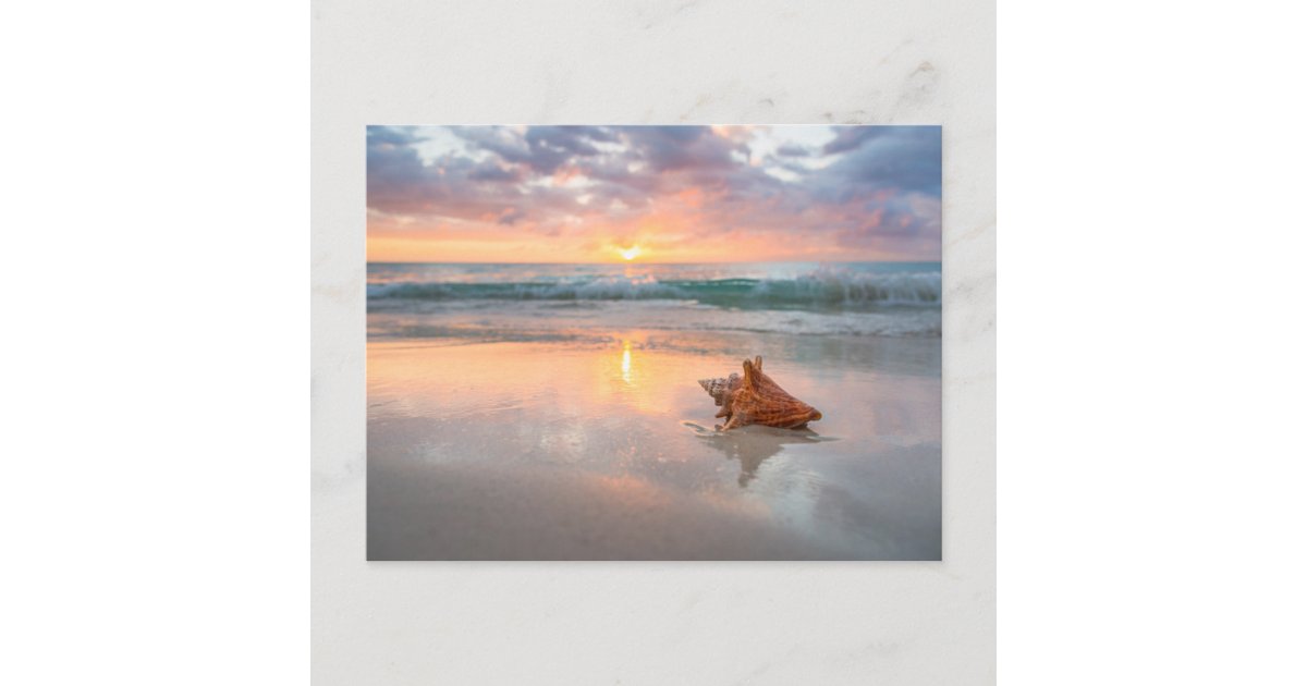 Conch Shell on the Beach | Jamaica Postcard | Zazzle