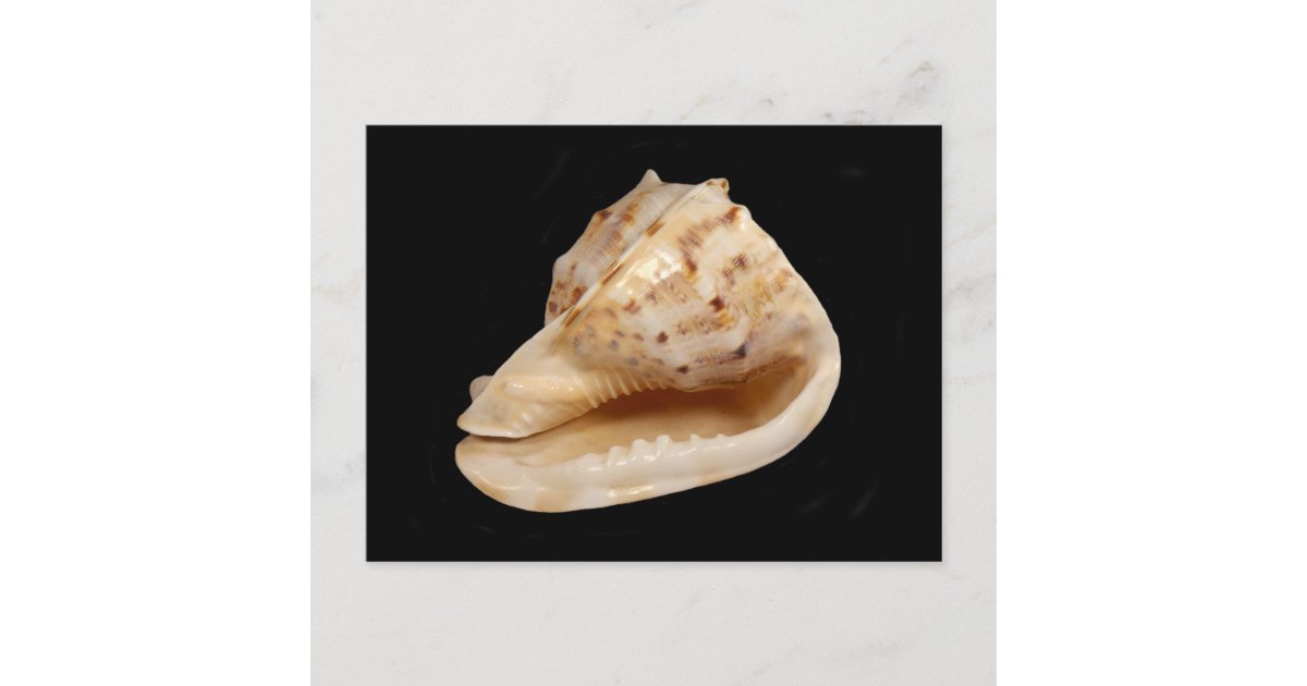 Conch Shell Postcard | Zazzle