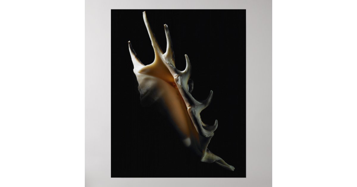 Conch shell poster | Zazzle