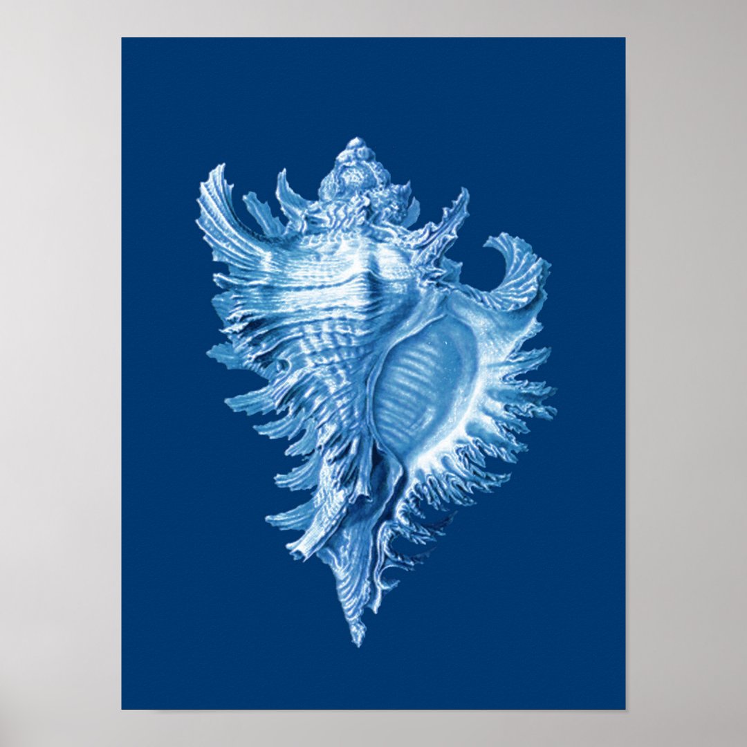 Conch Shell Sea Life Print, Indigo Blue and White Poster | Zazzle
