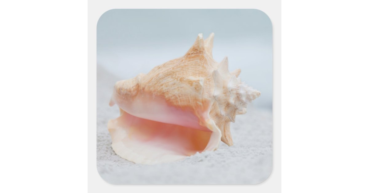 Conch Shell Square Sticker | Zazzle