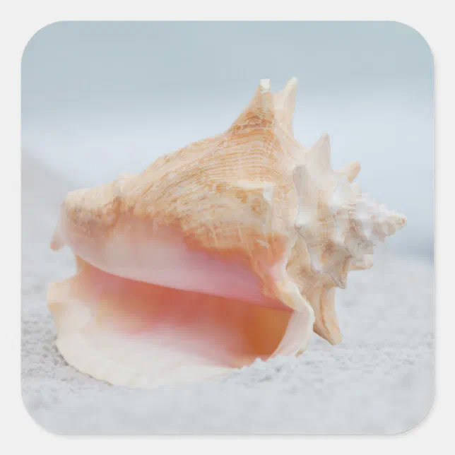 Conch Shell Square Sticker | Zazzle