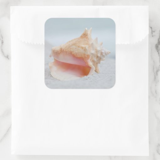 Conch Shell Square Sticker | Zazzle