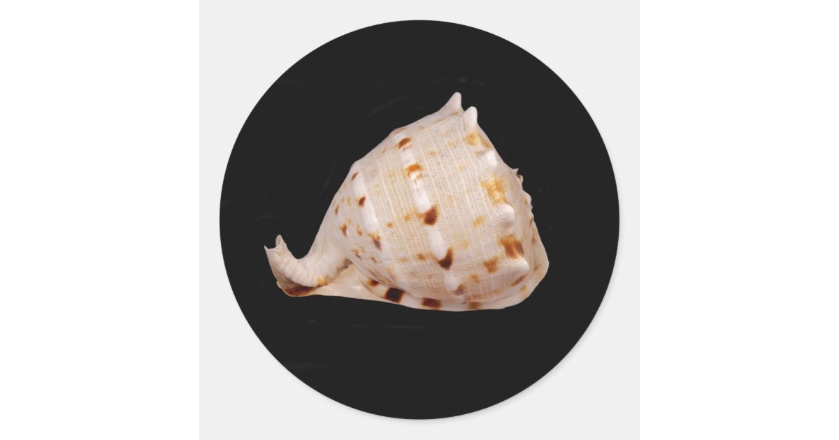 Conch Shell Sticker | Zazzle