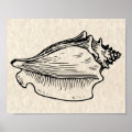 Conch Shell Vintage Illustration Poster | Zazzle
