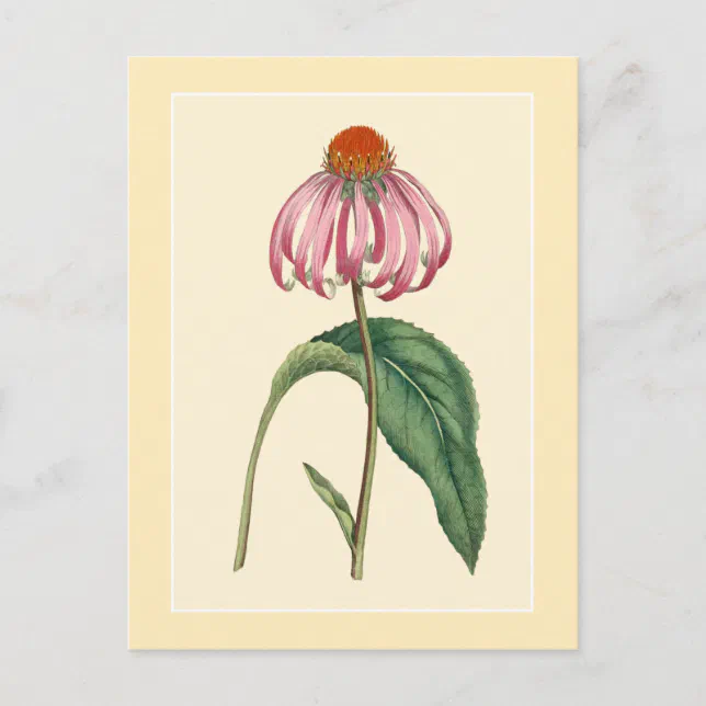 Coneflower Botanical Illustration Postcard | Zazzle