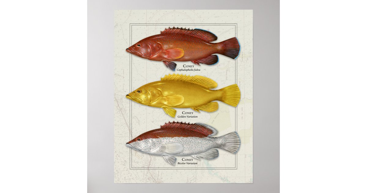 Coney Grouper with Color Variations Poster | Zazzle