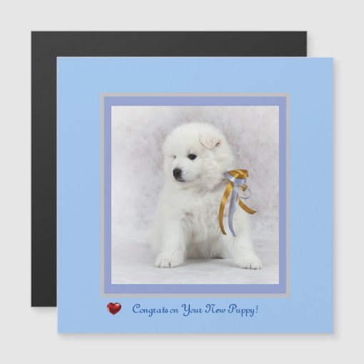 Congrats on New Samoyed Puppy Magnetic Card. | Zazzle