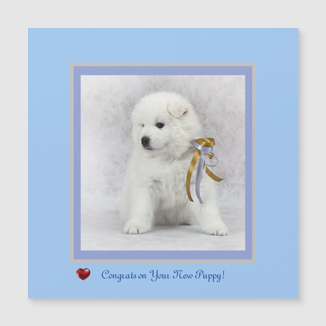 Congrats on New Samoyed Puppy Magnetic Card. | Zazzle