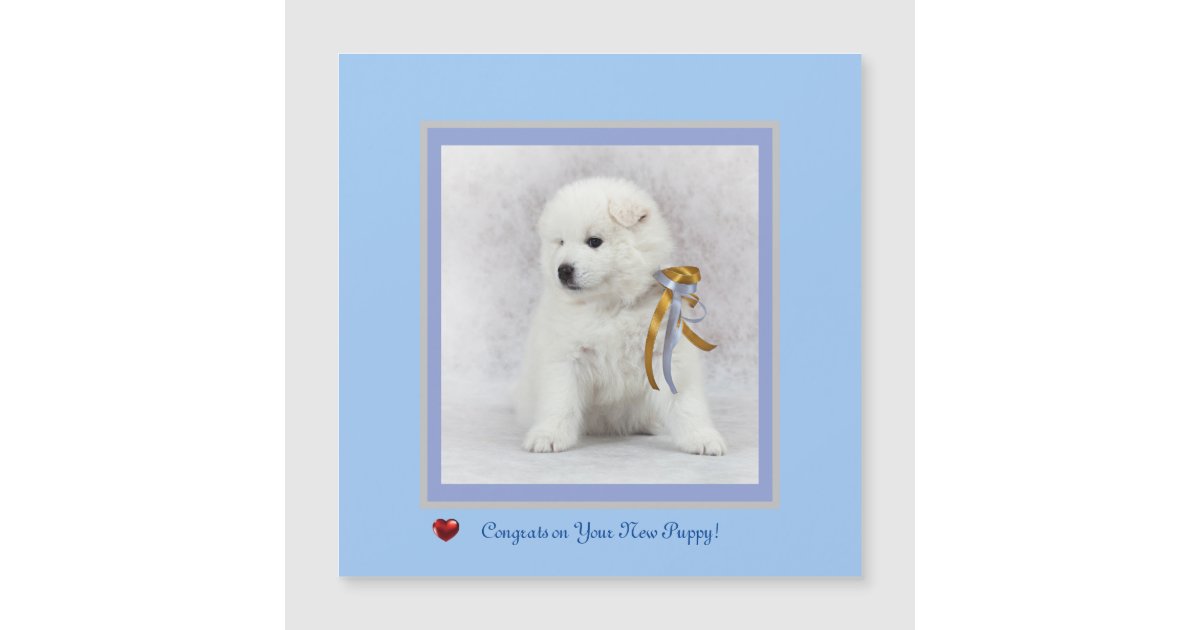 Congrats on New Samoyed Puppy Magnetic Card. | Zazzle