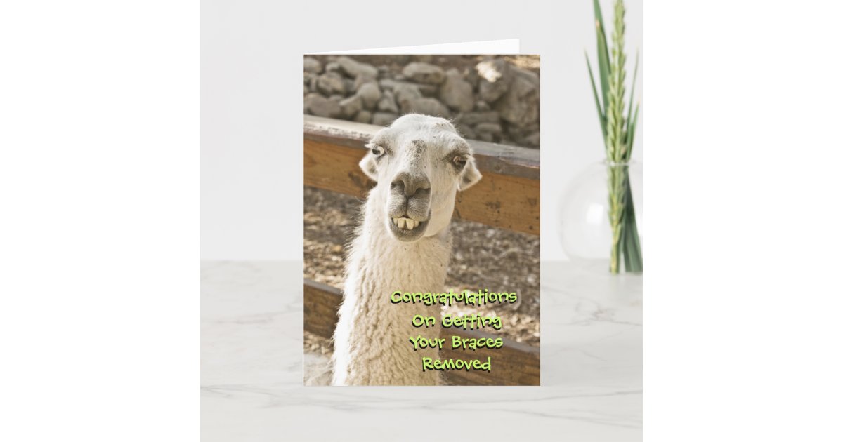 Congratulations Braces Off Llama Card | Zazzle