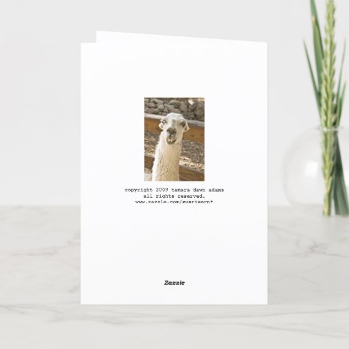 Congratulations Braces Off Llama Card | Zazzle