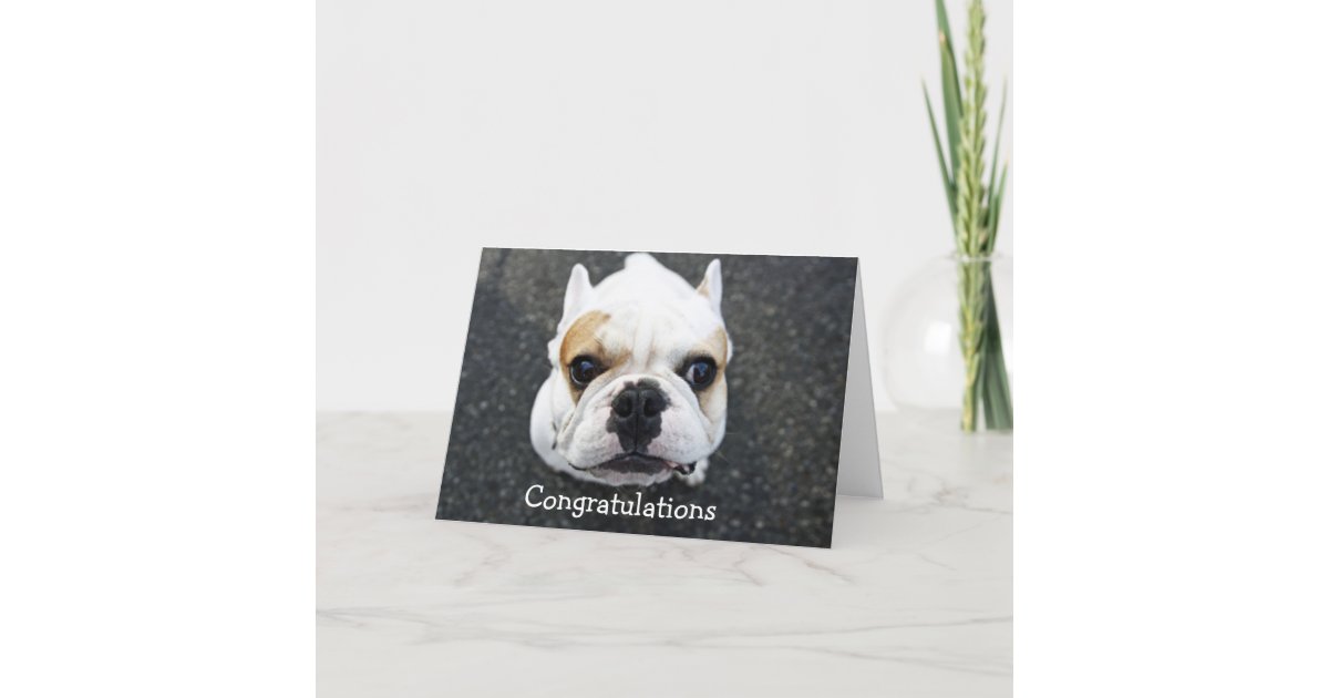 Congratulations Bulldog Greeting Card | Zazzle