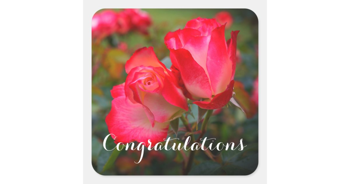 Congratulations Cherry Parfait Rose #4-3 Stickers | Zazzle