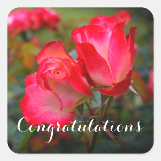 Congratulations Cherry Parfait Rose #4-3 Stickers | Zazzle