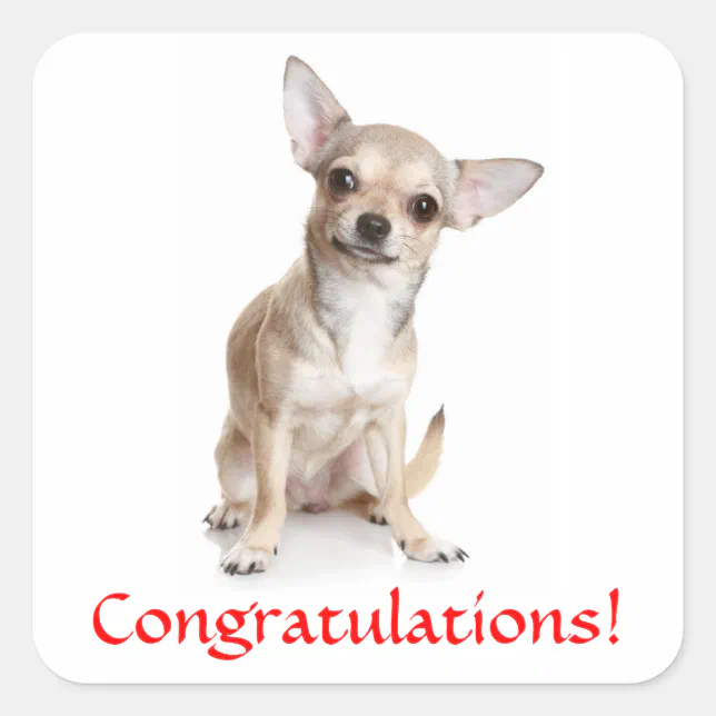 Congratulations Chihuahua Puppy Sticker | Zazzle