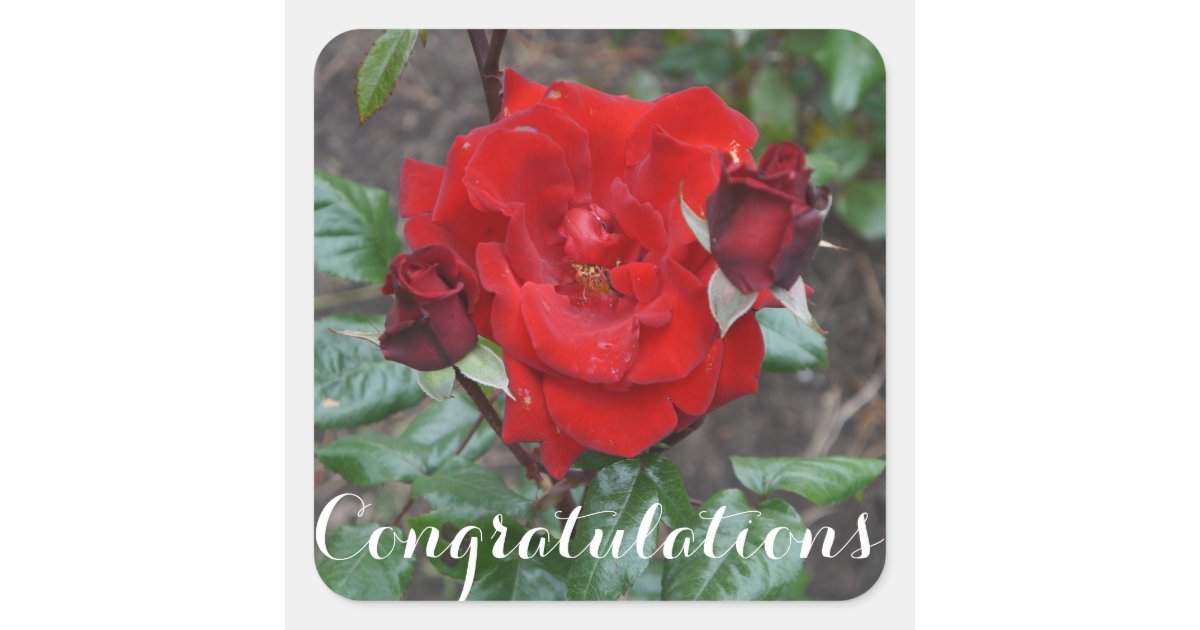 Congratulations Crimson Bouquet #1 Stickers | Zazzle