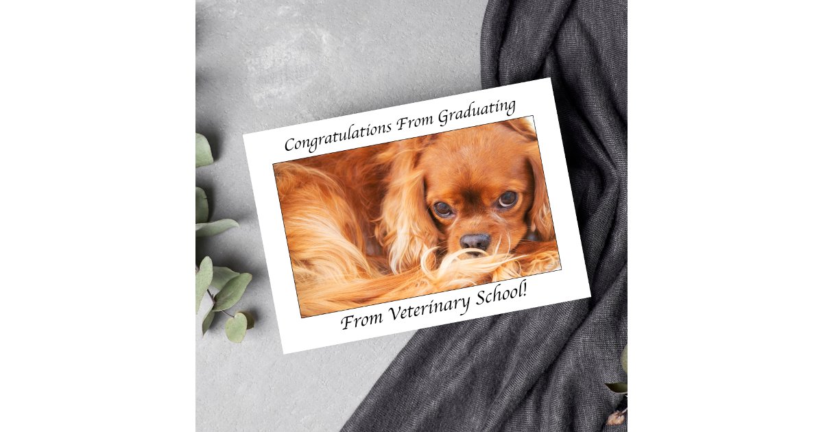 Congratulations From Graduating From Vet School Card | Zazzle