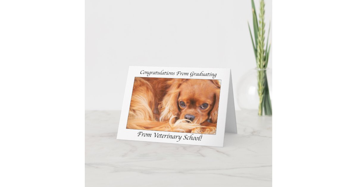 Congratulations From Graduating From Vet School Card | Zazzle.com