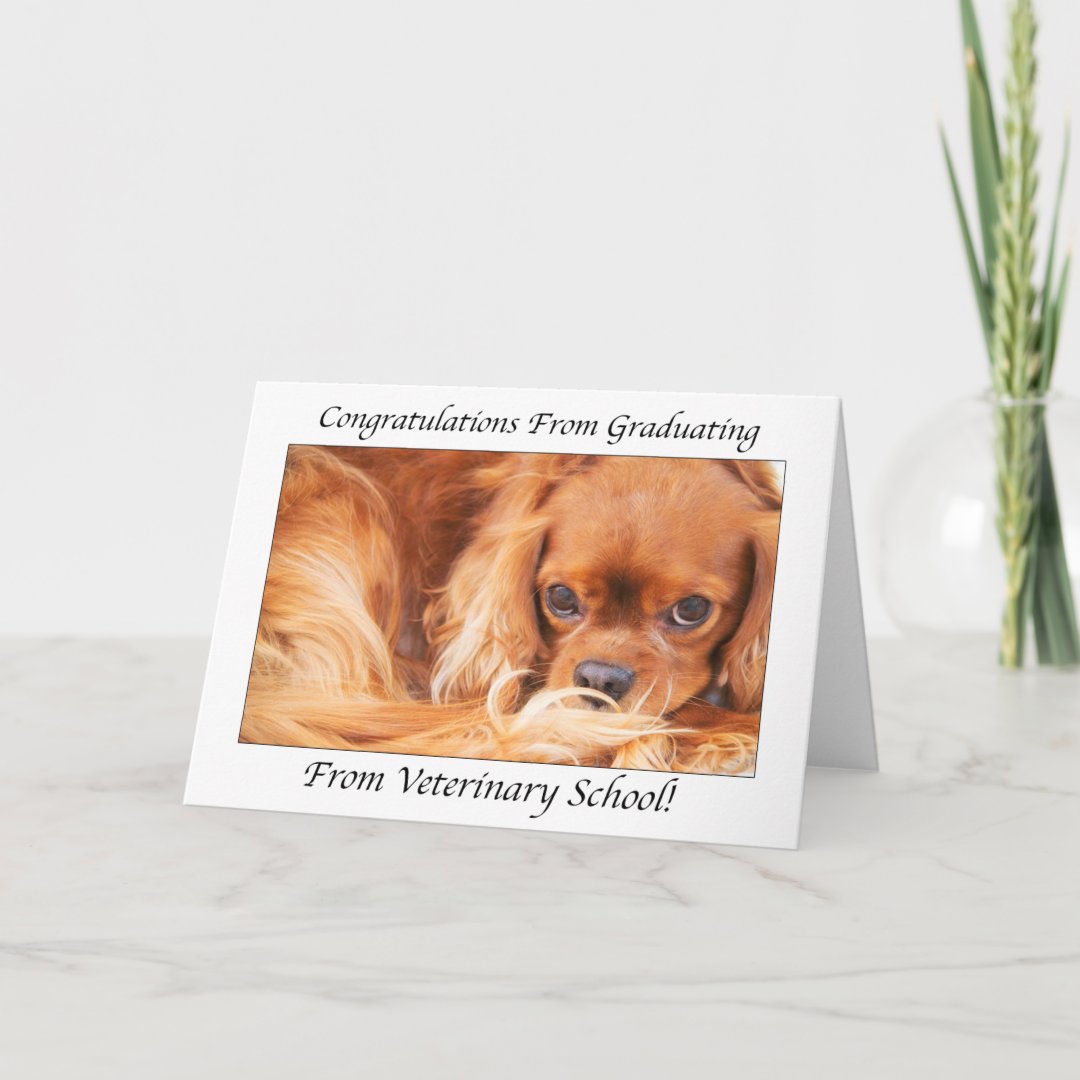 Congratulations From Graduating From Vet School Card | Zazzle