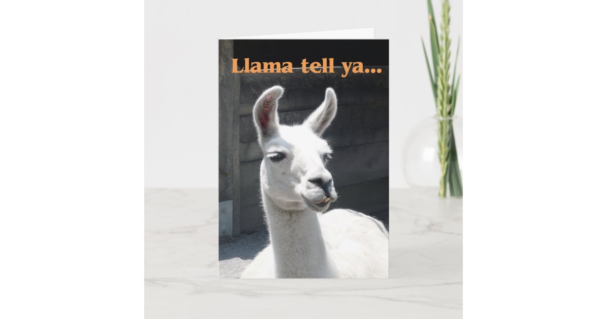 Congratulations - Funny Llama Card | Zazzle.com