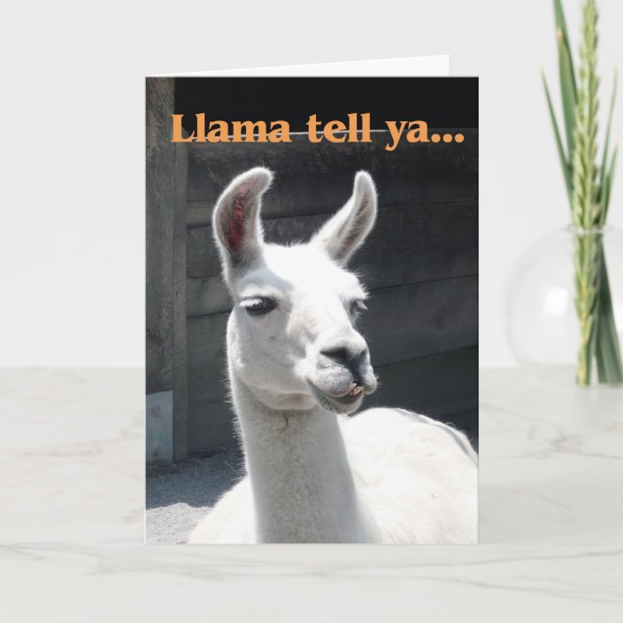 Congratulations - Funny Llama Card | Zazzle.com