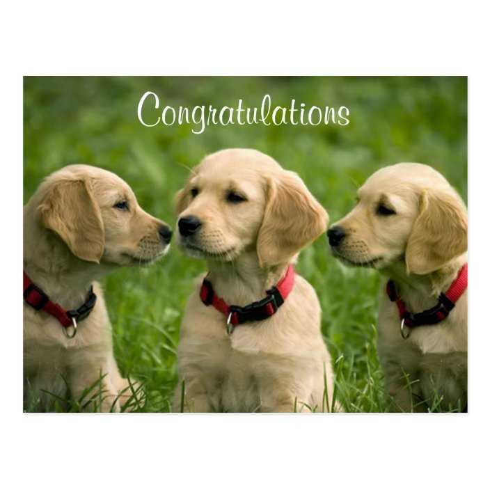Congratulations Golden Retriever Puppies Postcard | Zazzle.com