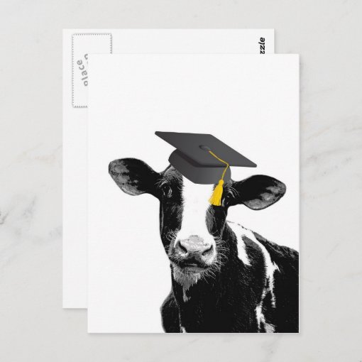 Congratulations Graduation Funny Cow in Cap Postcard | Zazzle