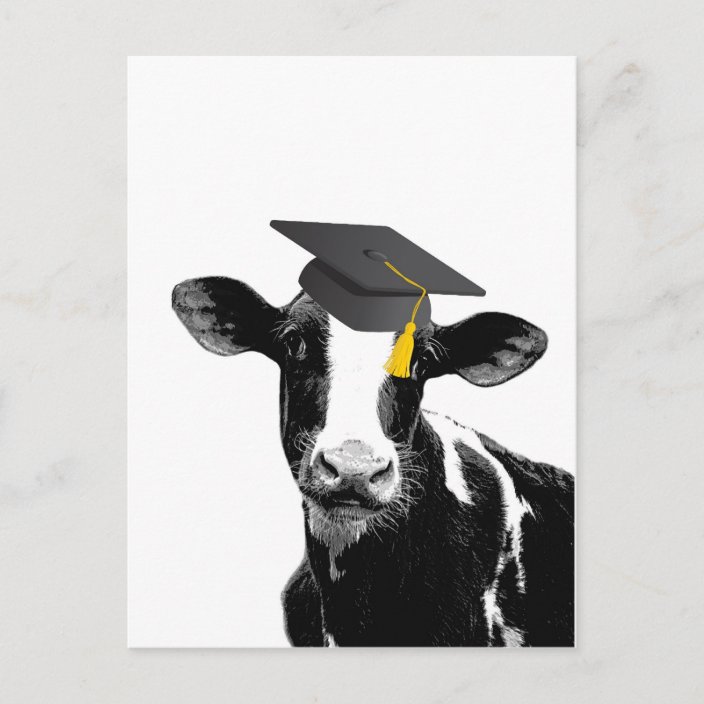 Congratulations Graduation Funny Cow in Cap Postcard | Zazzle.com