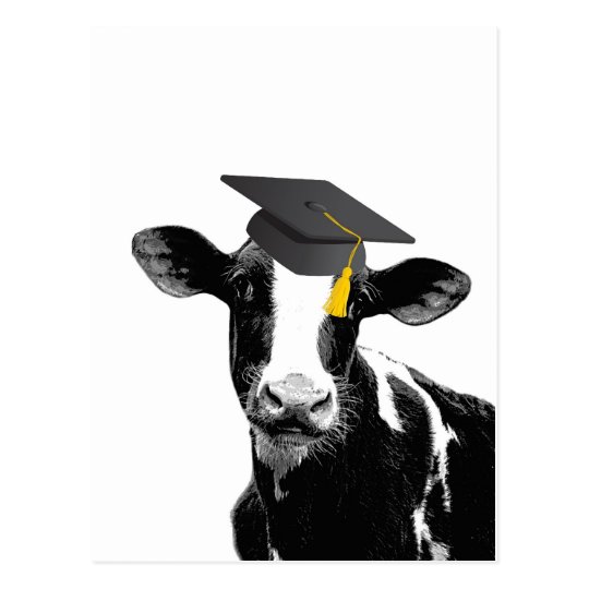 Congratulations Graduation Funny Cow in Cap Postcard | Zazzle.com