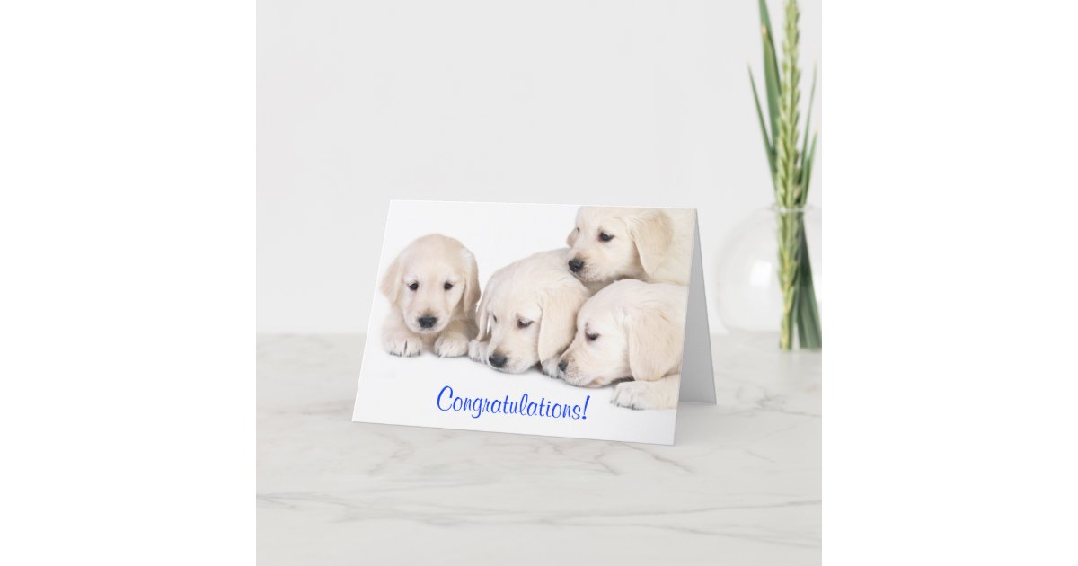 Congratulations Labrador Retriever Puppies Card | Zazzle