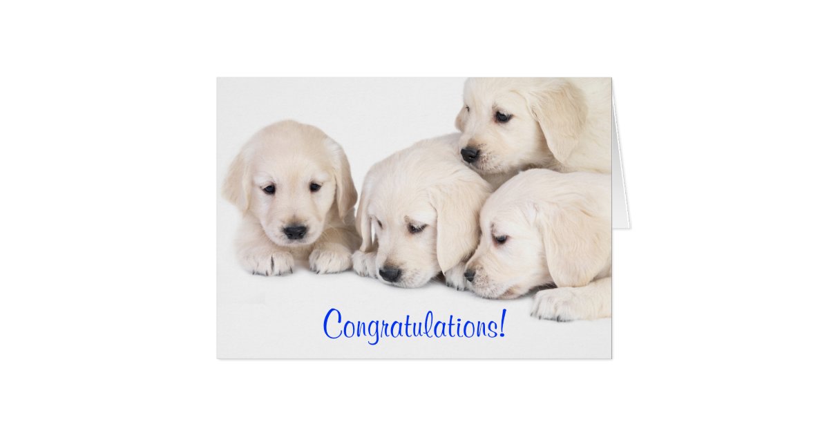 Congratulations Labrador Retriever Puppies Card | Zazzle.com