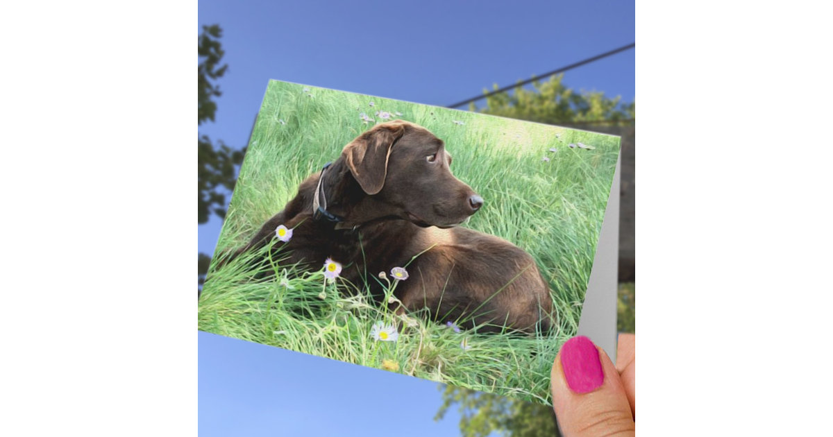Congratulations Labrador Retriever Thinking of You Card | Zazzle